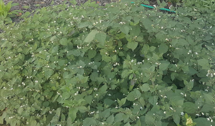 Nightshade - Control of Nightshade Weed in Gardens | Kiwicare