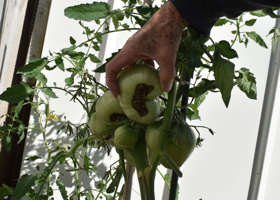 Blossom End Rot - Identification and Control | Kiwicare