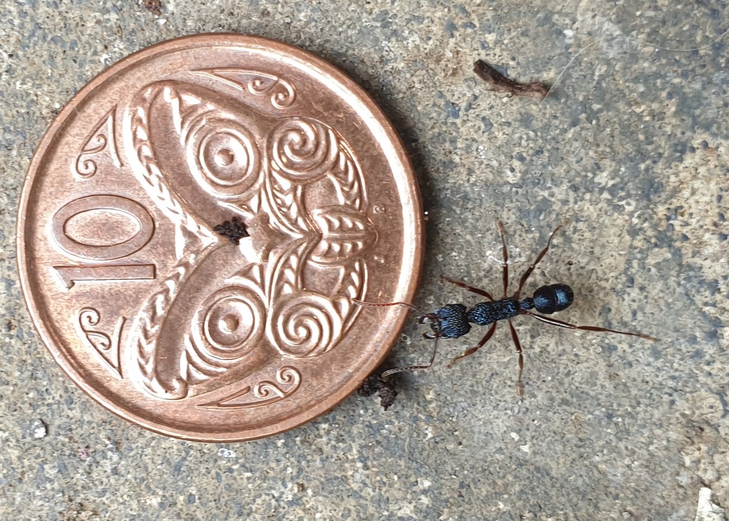 Blue Pony Ants - Identification | Kiwicare