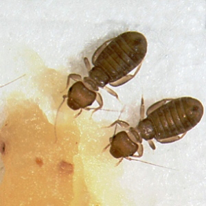 Booklice - Control of Booklice in Homes. | Kiwicare