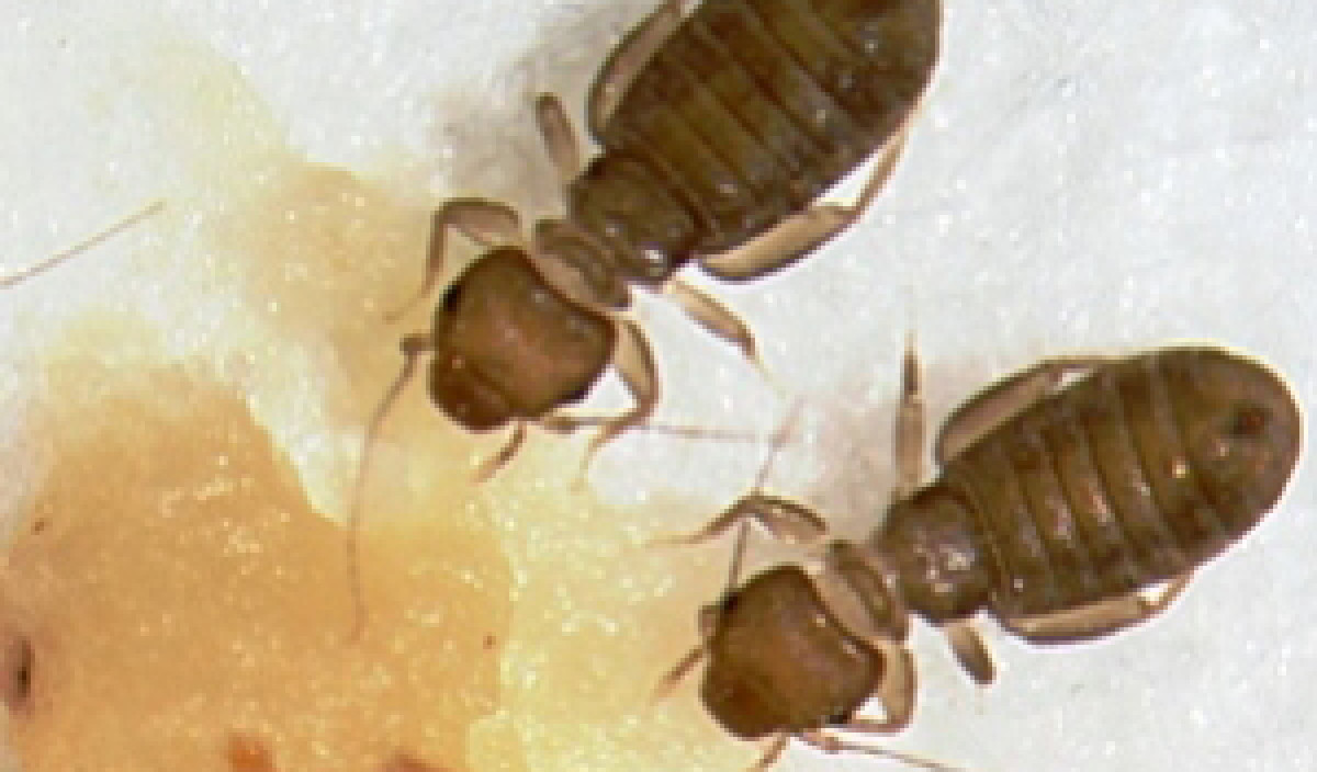 Booklice - Control of Booklice in Homes. | Kiwicare