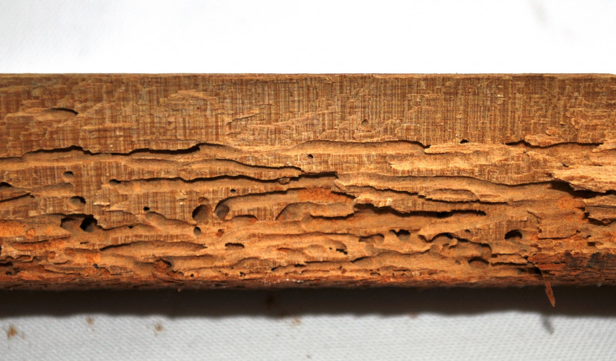 Borer - Control of Borer in Timber and Wood. | Kiwicare