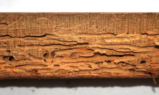 Advice - Video on How to Get Rid of Wood Borer | Kiwicare