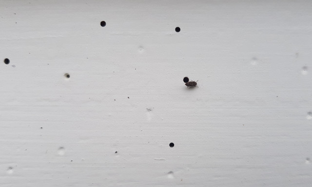 How to Get Rid of Borer in Furniture | Kiwicare