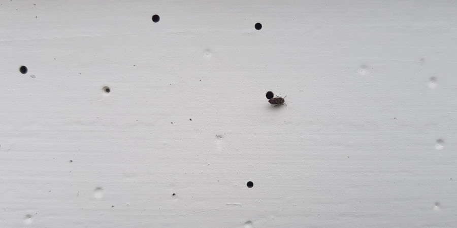 When to Treat Timbers for Borer | Kiwicare