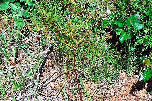 Bracken - Identification and Control of Bracken Weed | Kiwicare
