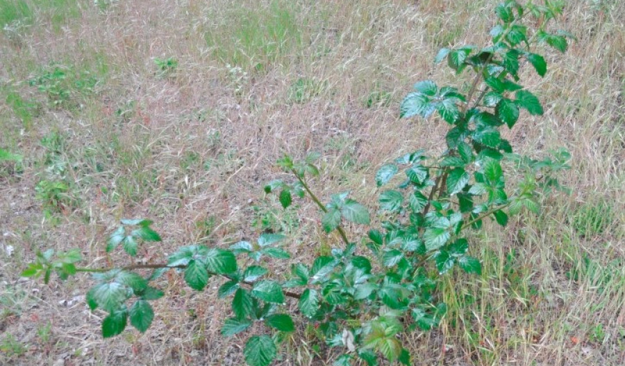Blackberry Bramble - Control of Blackberry Weed. | Kiwicare