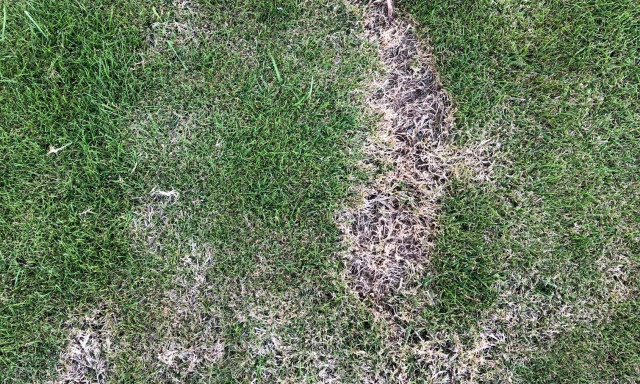 Acid Lawn Soils - Advice on Adjusting pH in Acid Lawns | Kiwicare