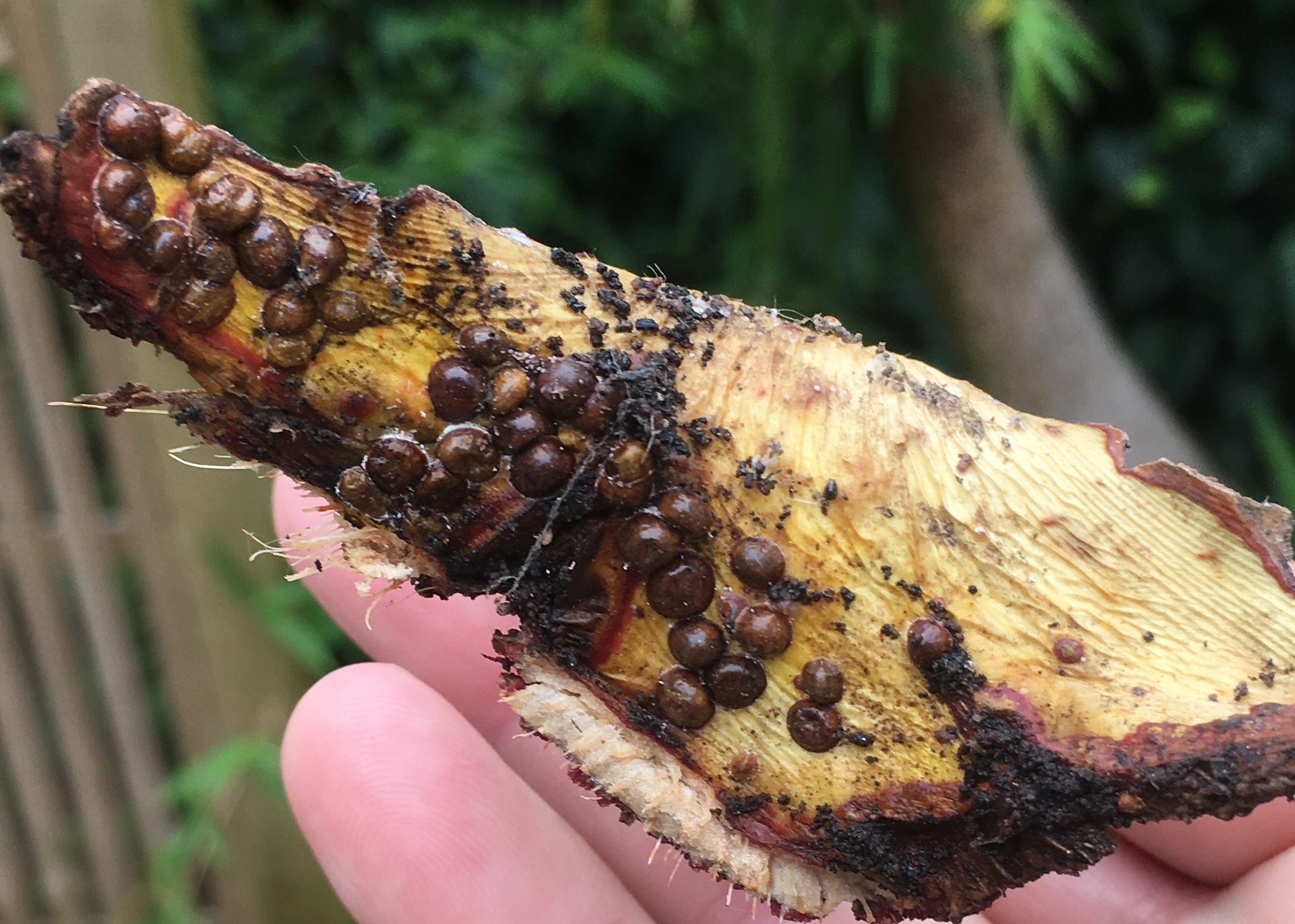 Brown Scale Insects - Identify and Control | Kiwicare