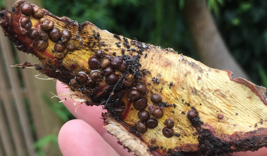 Scale Insect Damage