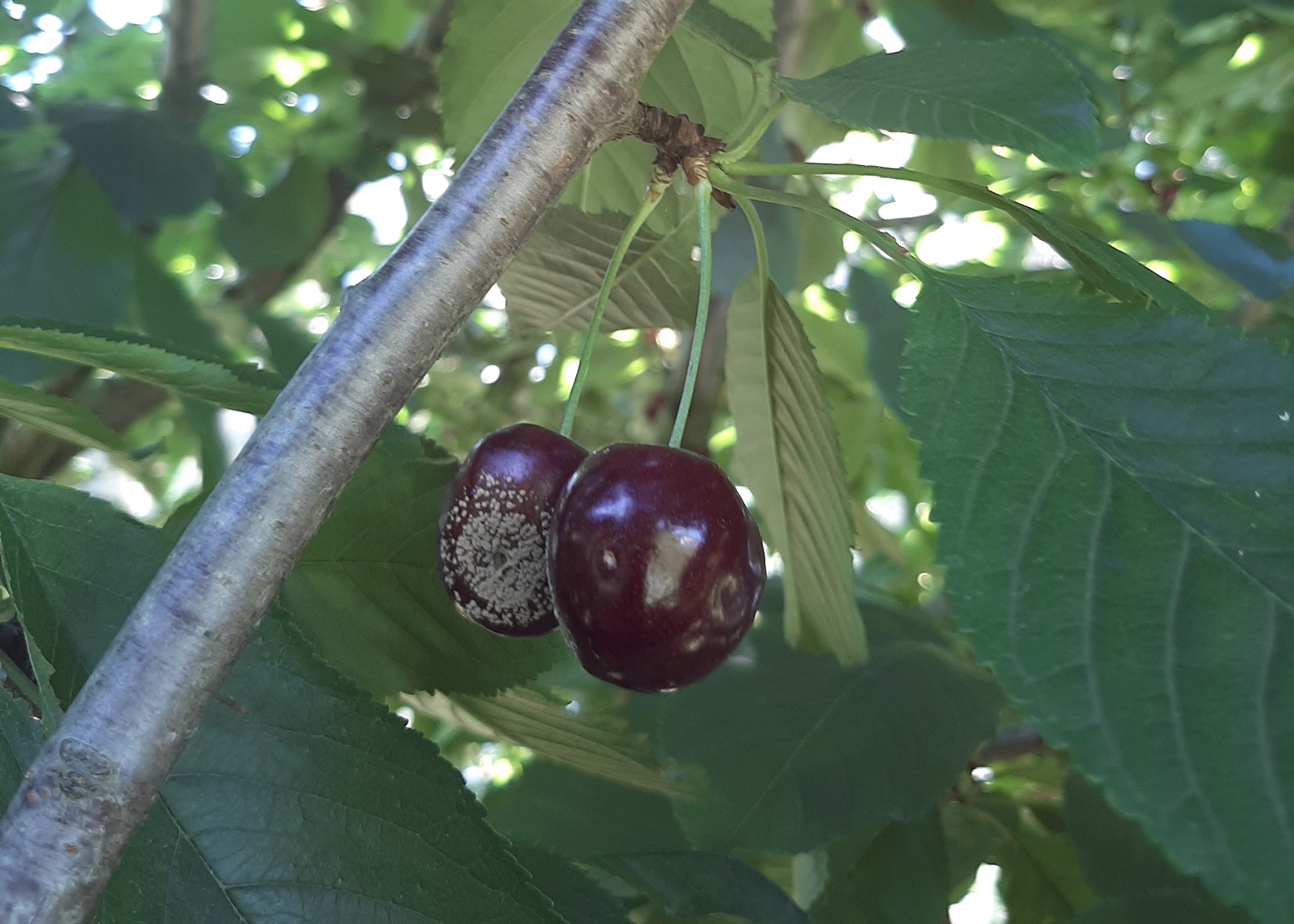 Brown Rot - Control of Brown Rot Disease of Plants. | Kiwicare