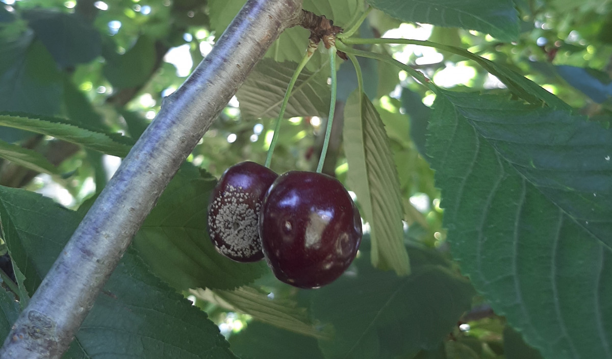 Brown Rot - Control of Brown Rot Disease of Plants. | Kiwicare