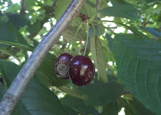 How to Protect Your Garden from Disease | Kiwicare