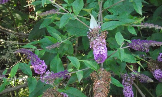 Ivy - Advice on Control of Ivy in Gardens. | Kiwicare