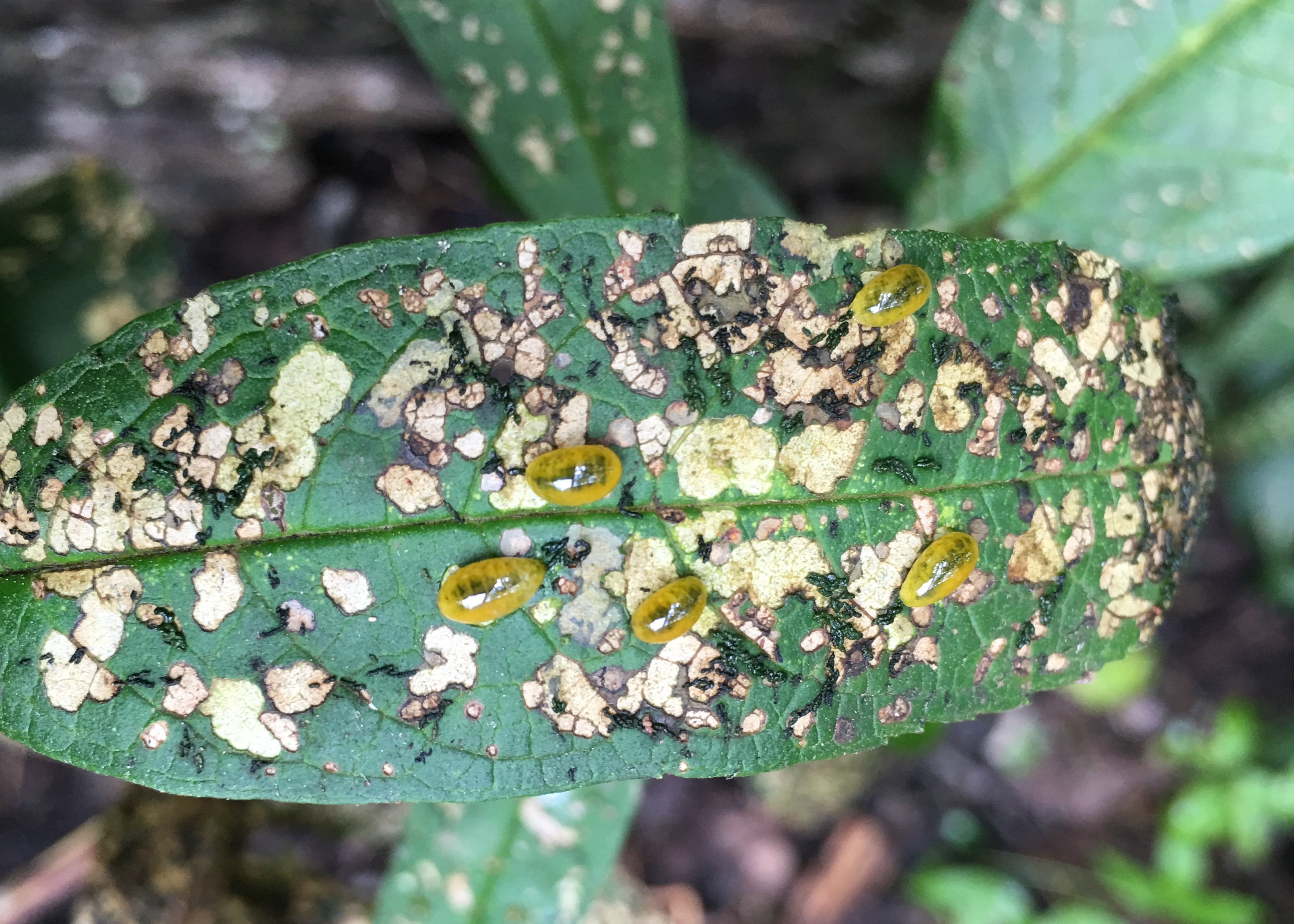 Buddleia Leaf Weevil - Identification and Control | Kiwicare