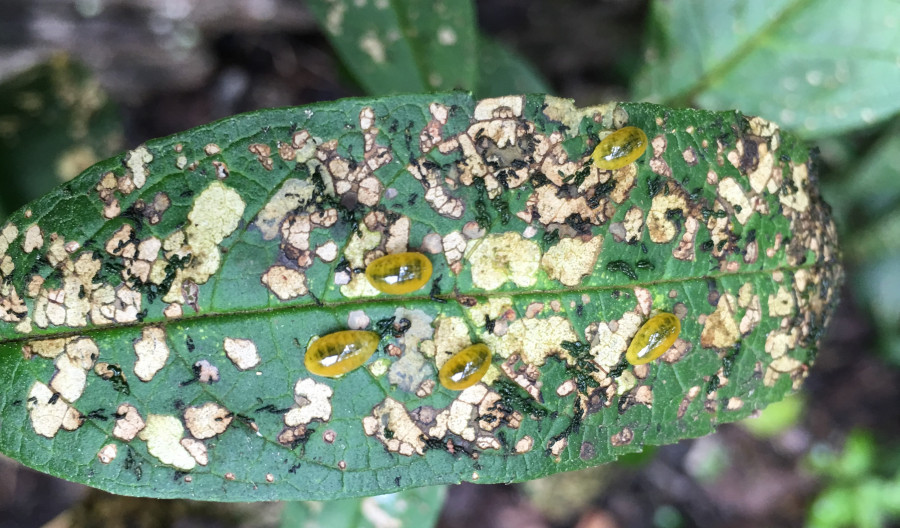 Buddleia Leaf Weevil - Identification and Control | Kiwicare