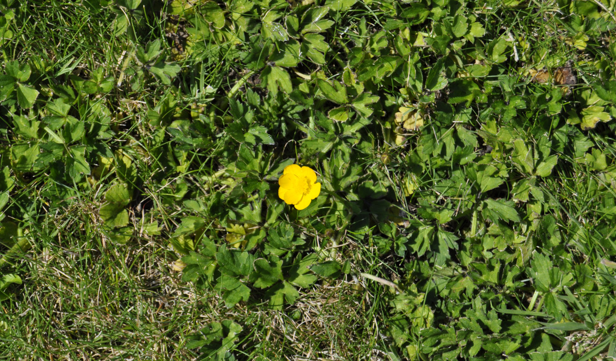 Buttercup - Control of Buttercup in Lawns and Gardens | Kiwicare