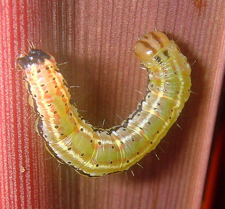 Cabbage Tree Moth - Control of Cabbage Tree Moth | Kiwicare