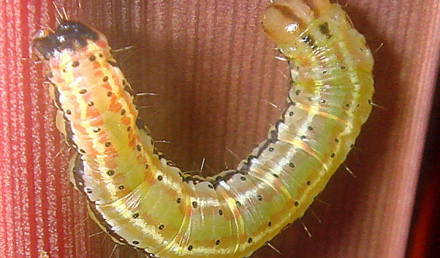 Cabbage Tree Moth - Control of Cabbage Tree Moth | Kiwicare