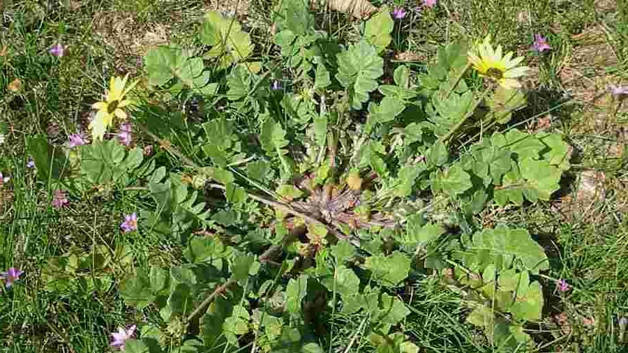 Cape Weed - Identification and Control of Cape Weed. | Kiwicare