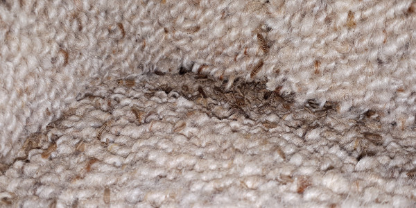 Are You Finding Holes in Your Carpet? | Kiwicare