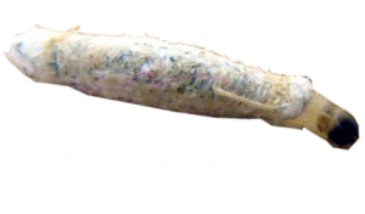 Case Moth - Control of Case Moth Larvae in Homes. | Kiwicare