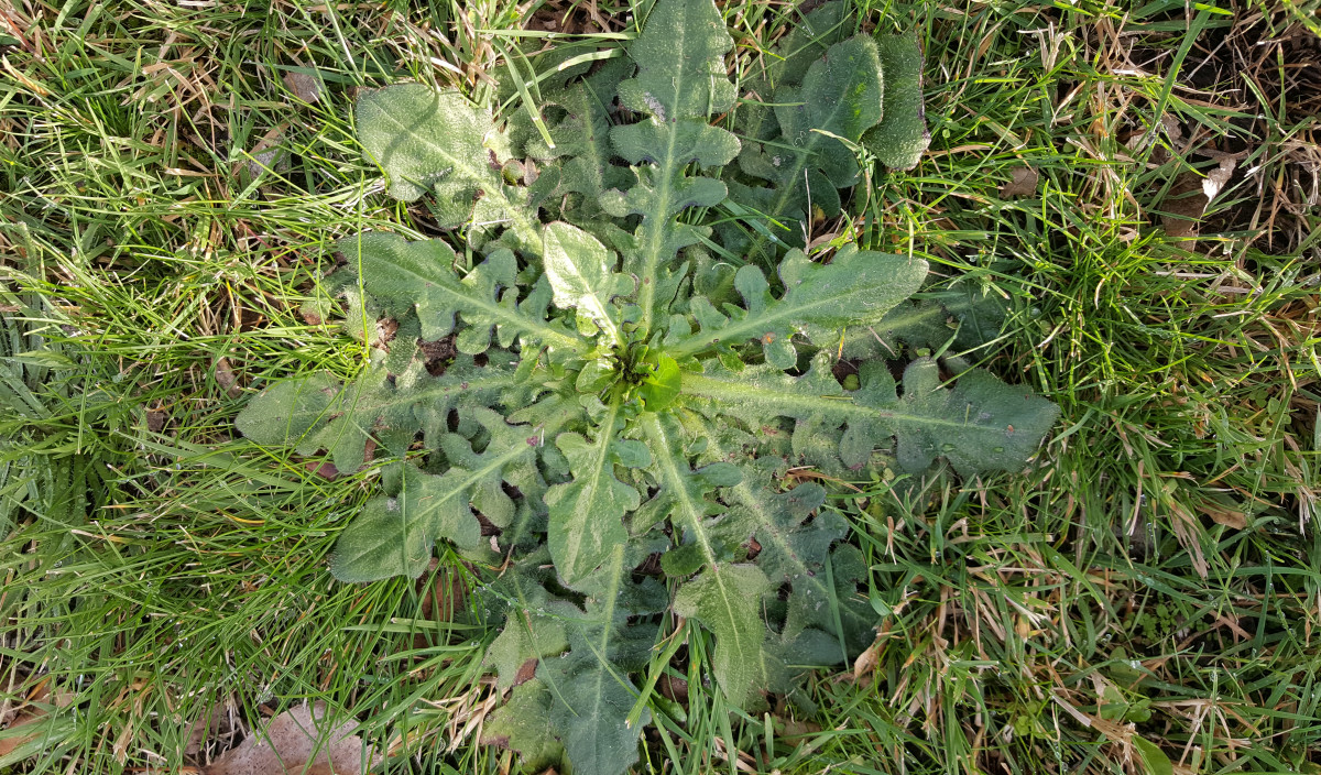 Catsear - Identification and Control of Catsear Weed | Kiwicare