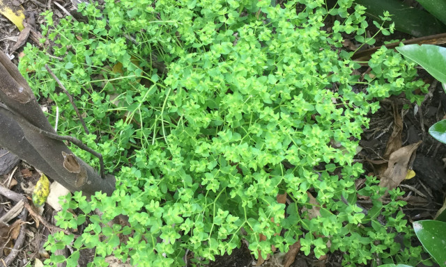 Pratia Weed - Identify and Control Pratia | Kiwicare