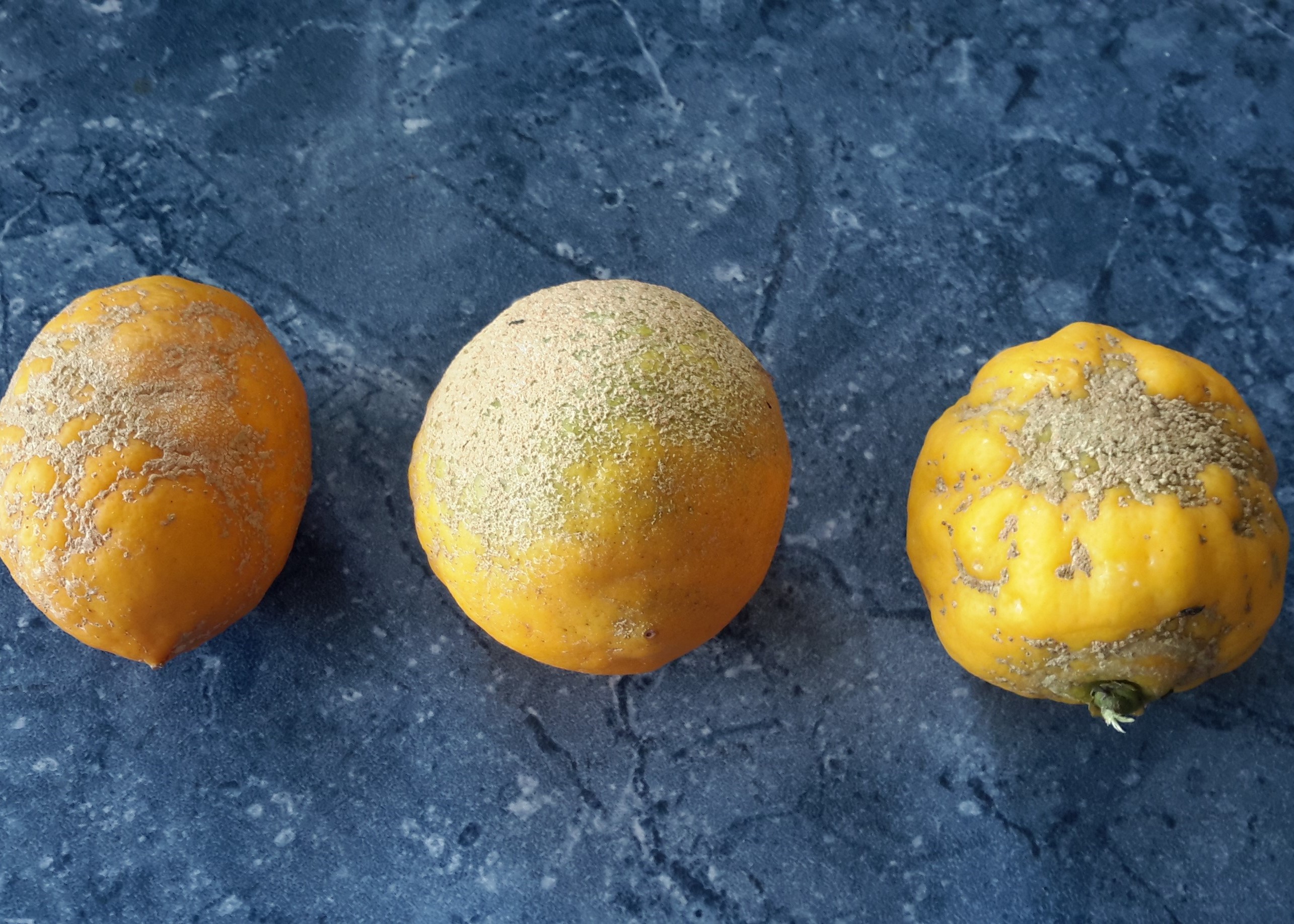 Citrus Scab Verrucosis - Identify and Control | Kiwicare