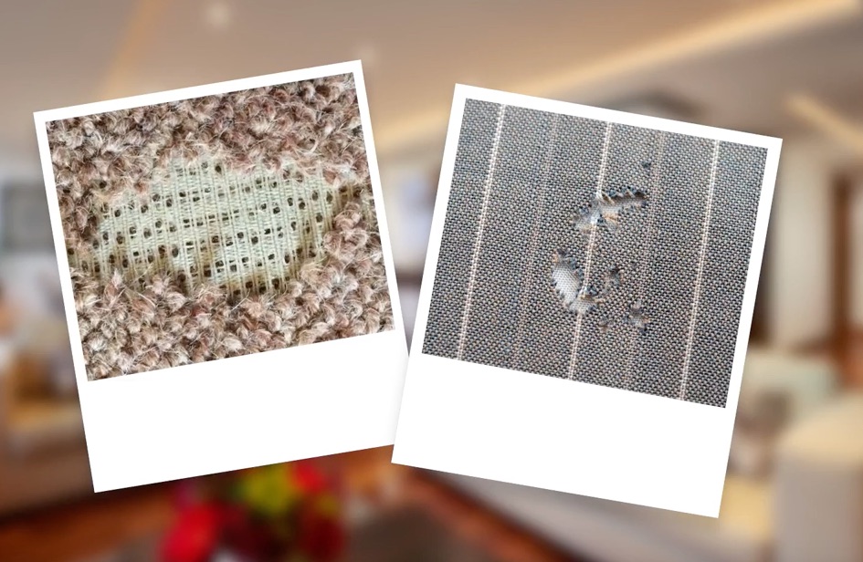 Advice - Video on How to Get Rid of Fibre Pests | Kiwicare