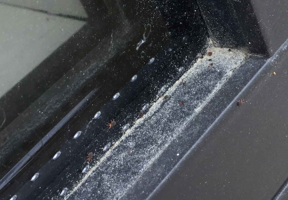 Red clover mites - Control of Red Clover Mites | Kiwicare