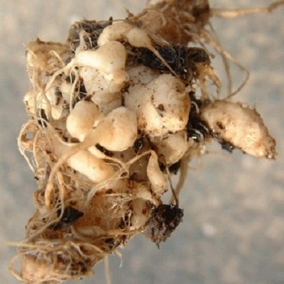 Club Root - Control of Club Root Disease. | Kiwicare