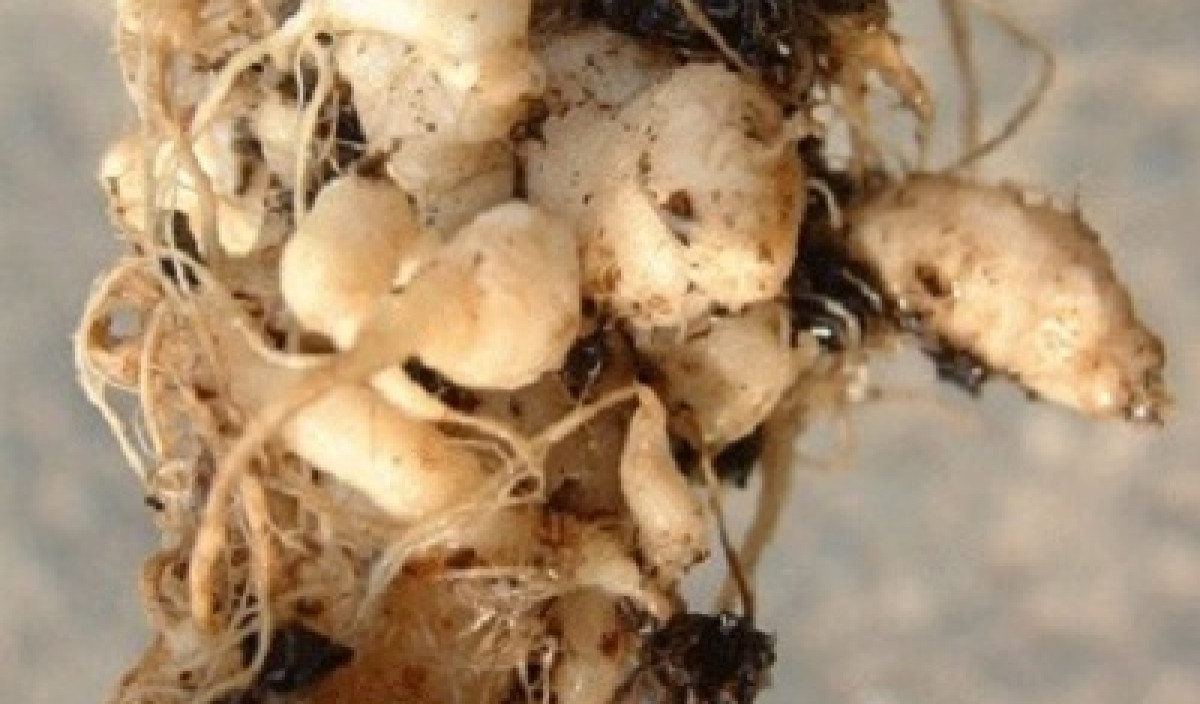 Club Root - Control of Club Root Disease. | Kiwicare