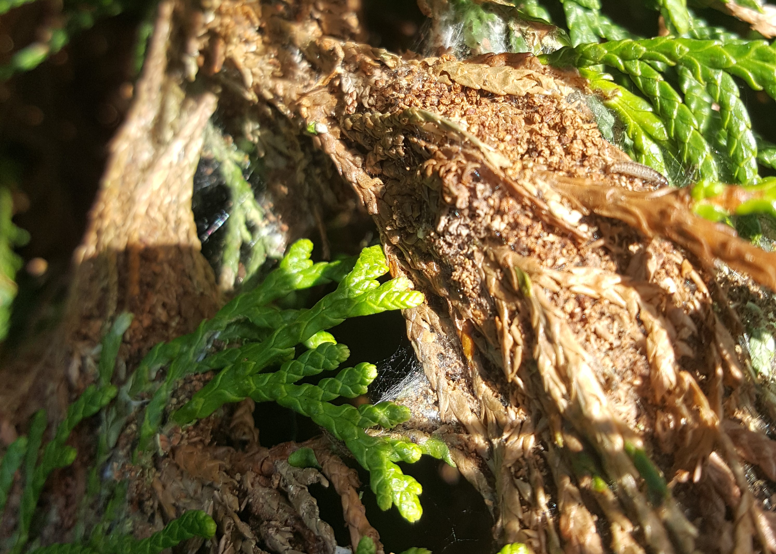 What are Those Curious Clumps in Conifers | Kiwicare