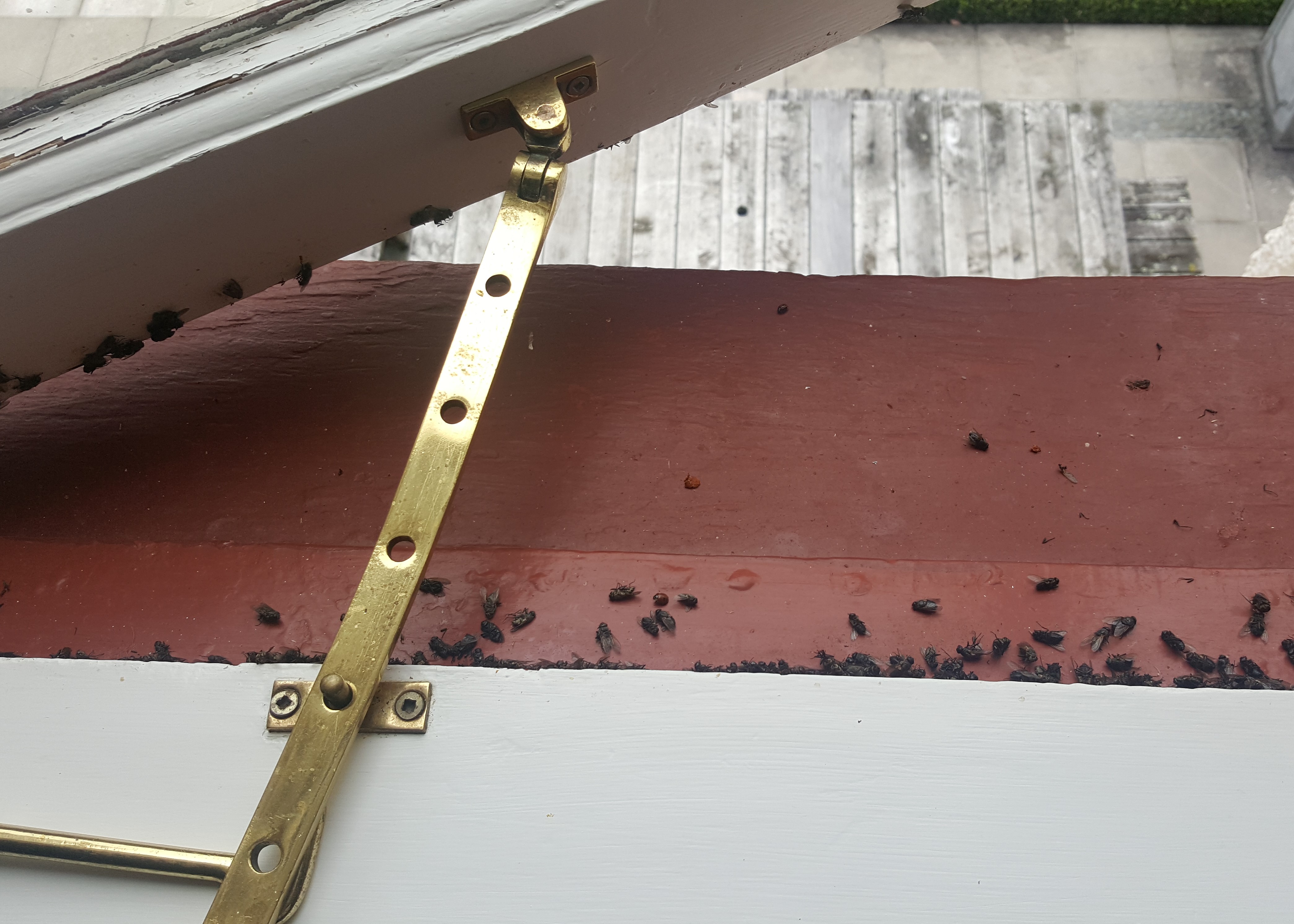 Cluster Flies Causing Consternation | Kiwicare