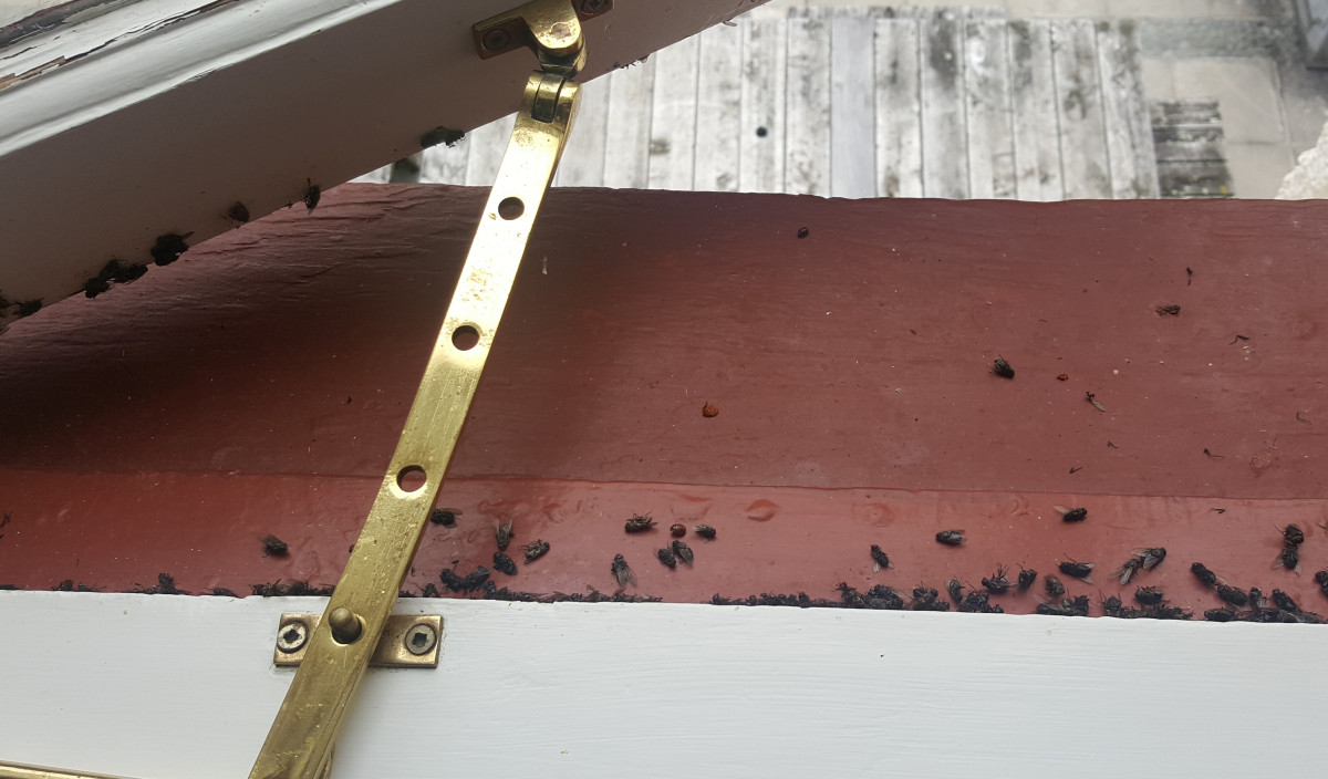 Cluster Flies - Control of Cluster Flies Around Homes. | Kiwicare