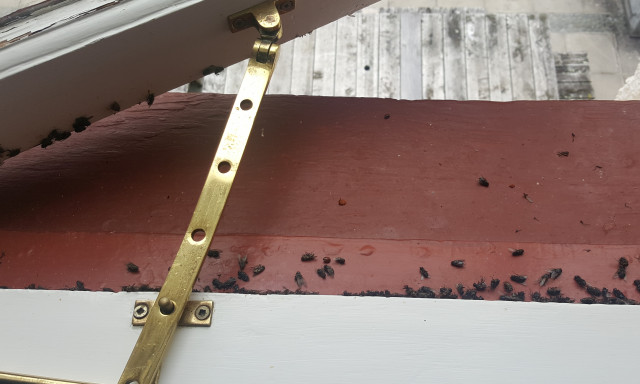 Advice - How to Stop Cluster Fly Infestations | Kiwicare