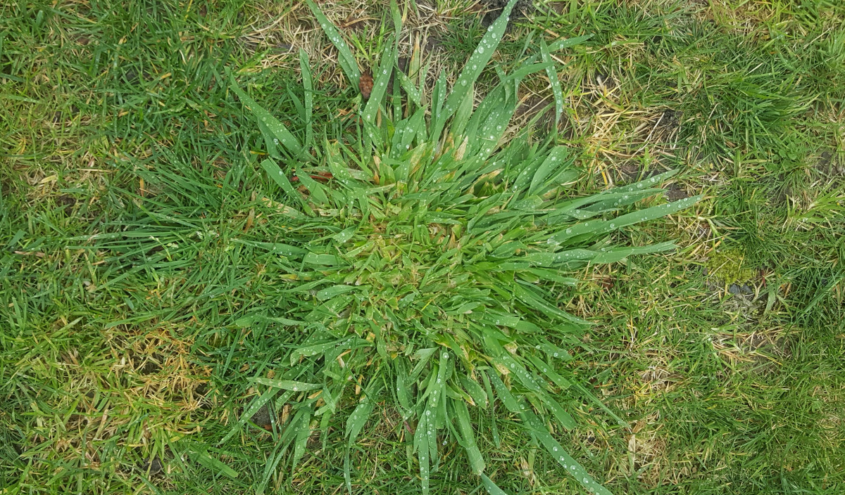 Coarse Grass Weeds In Lawns Get Rid Of Coarse Grass Kiwicare
