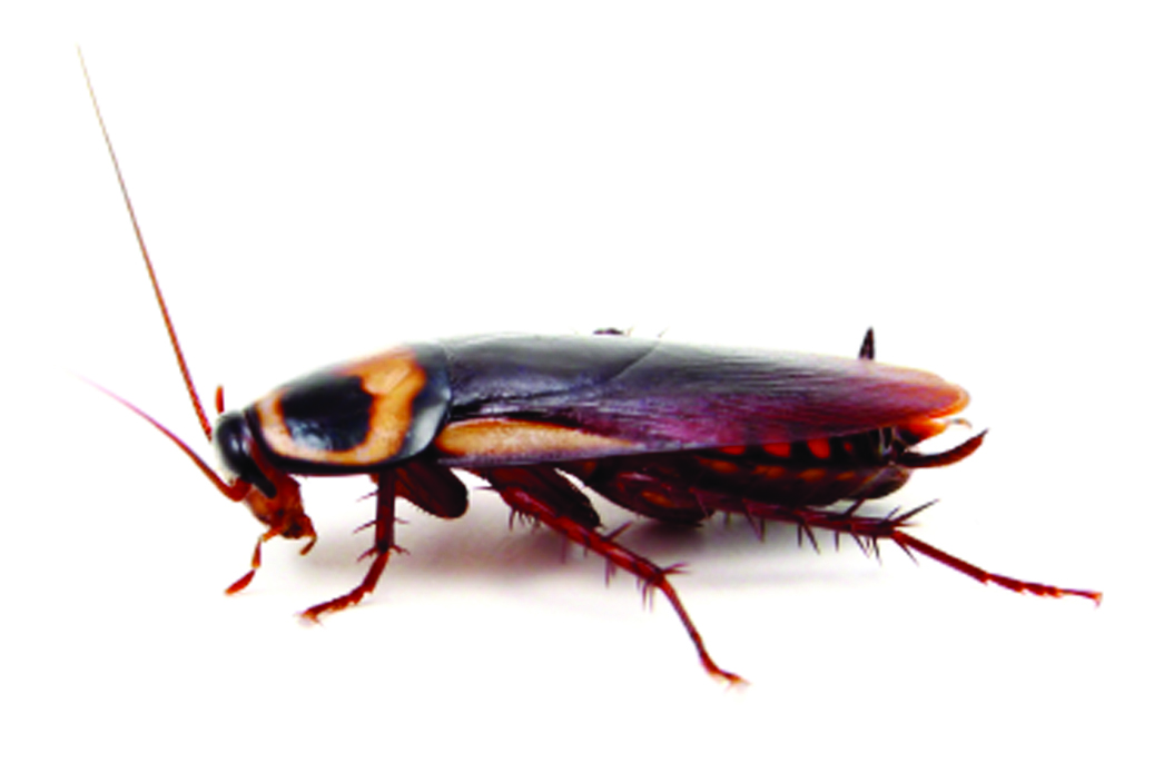 Cockroaches - Control of Cockroaches in Homes | Kiwicare