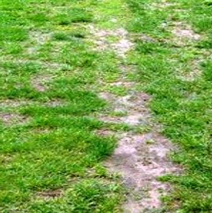 Compacted Lawn Soils - Remedy Lawn Soil Compaction. | Kiwicare