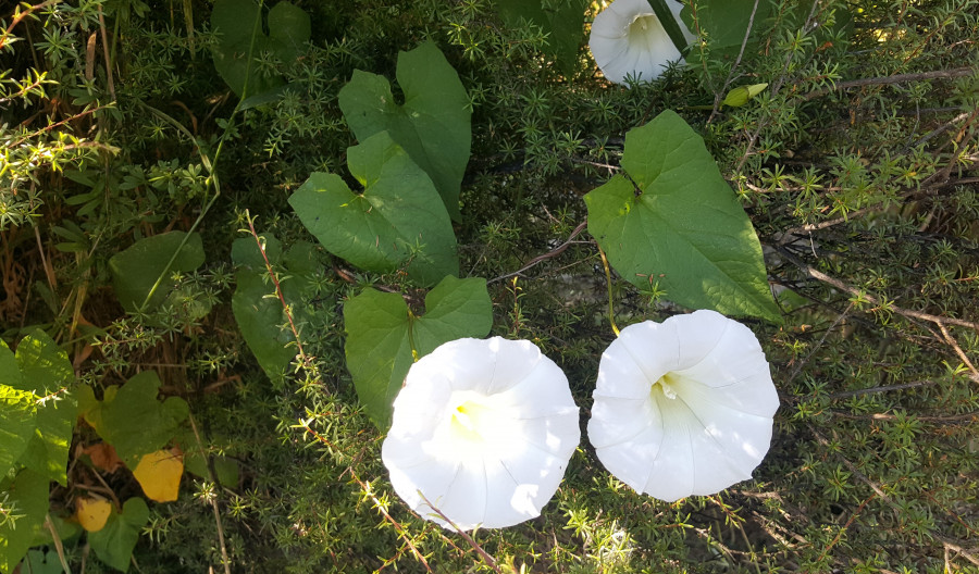 Convolvulus - Control of Convolvulus Weeds. | Kiwicare
