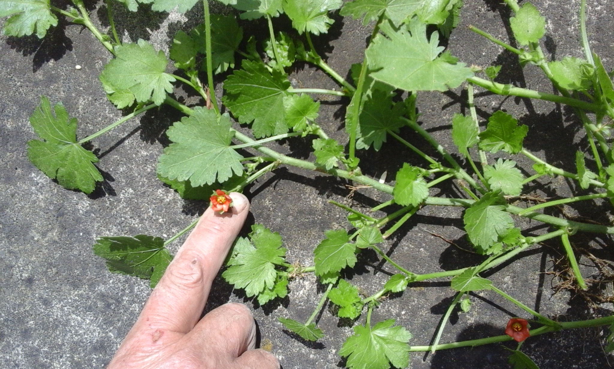 Creeping mallow - How to Control Mallow Weed | Kiwicare