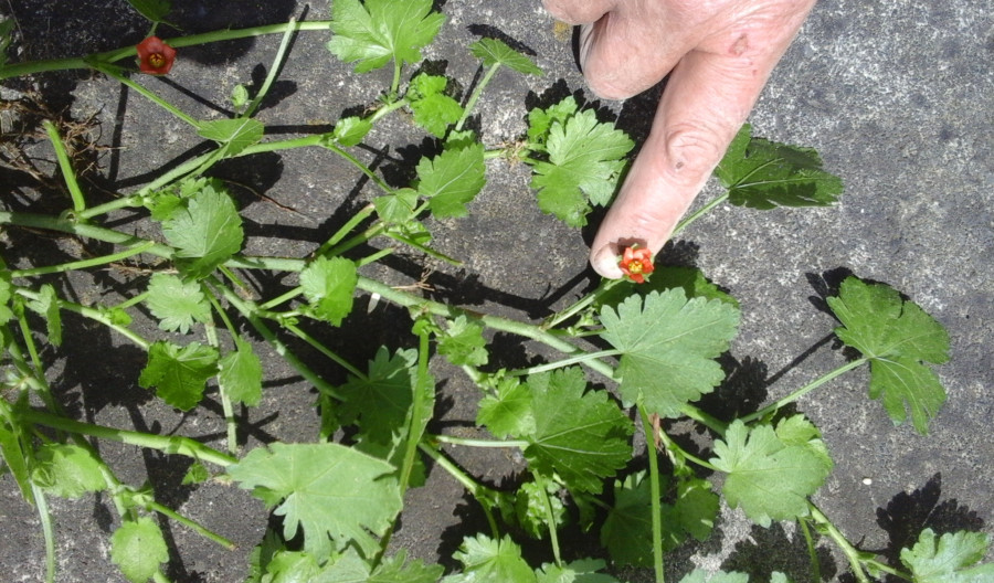 Creeping mallow - How to Control Mallow Weed | Kiwicare
