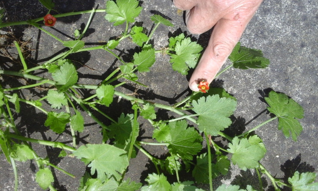 Advice on Lawn Weeds and How to Get Rid of Them | Kiwicare