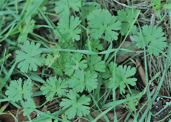 Geranium weeds - Identification and Control | Kiwicare