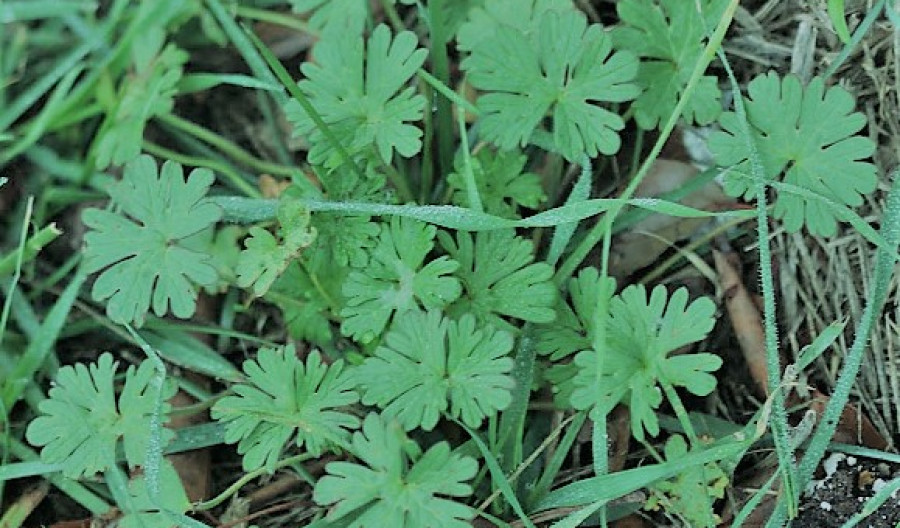 Wild Geranium Weed