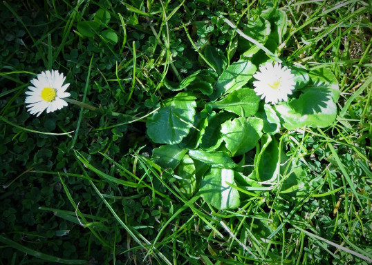 Advice on Lawn Weeds and How to Get Rid of Them | Kiwicare