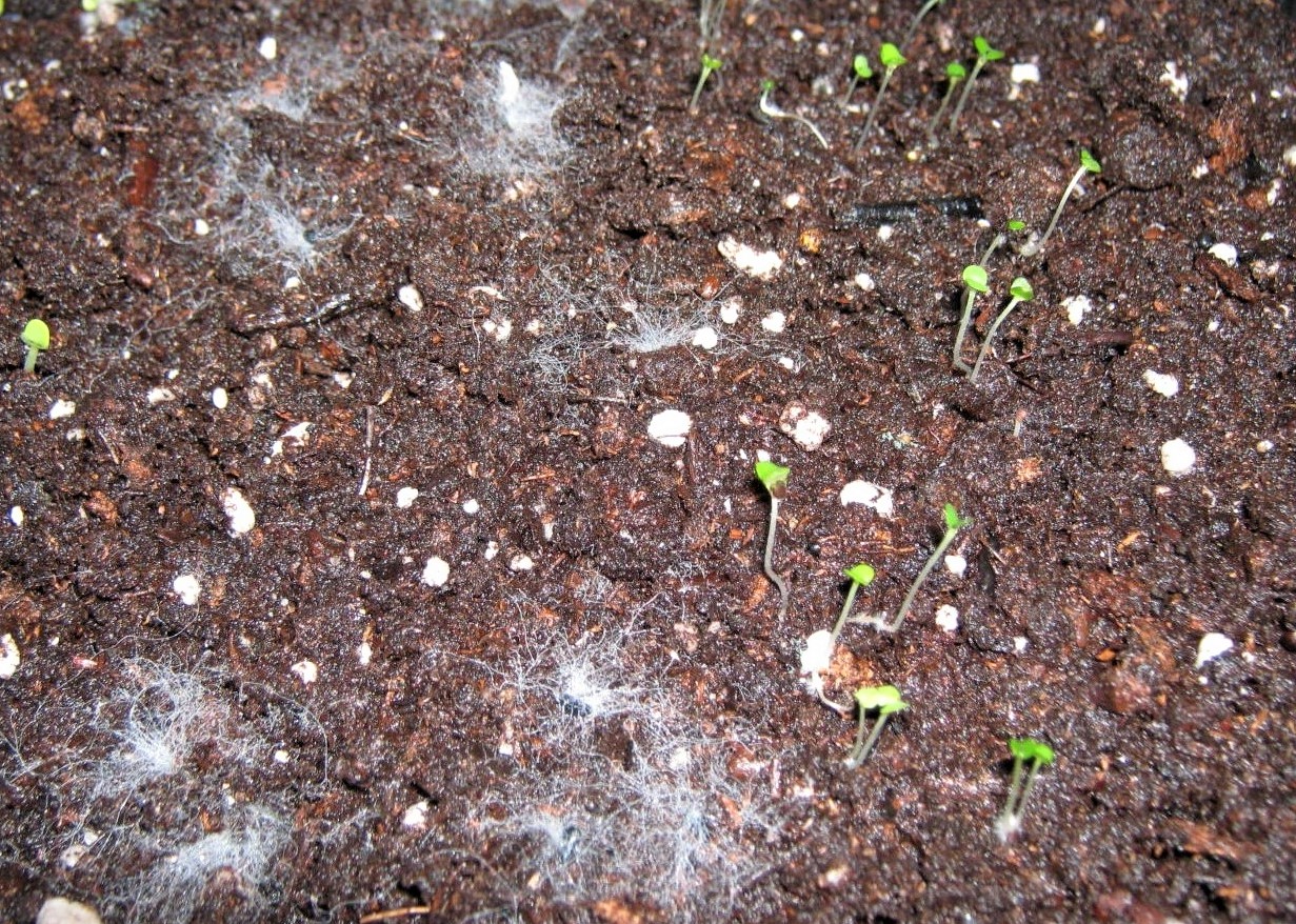 Damping Off Seedling Disease | Kiwicare