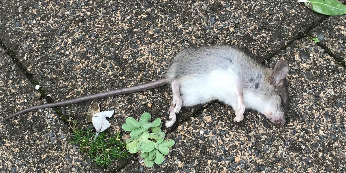 How to Prevent Bad Smells From Dead Rodents | Kiwicare