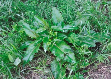 Dock - Control of Dock Weeds in the Garden. | Kiwicare